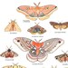 Les Papillons De Nuit - Moth - From Quebec | Insects Poster ...