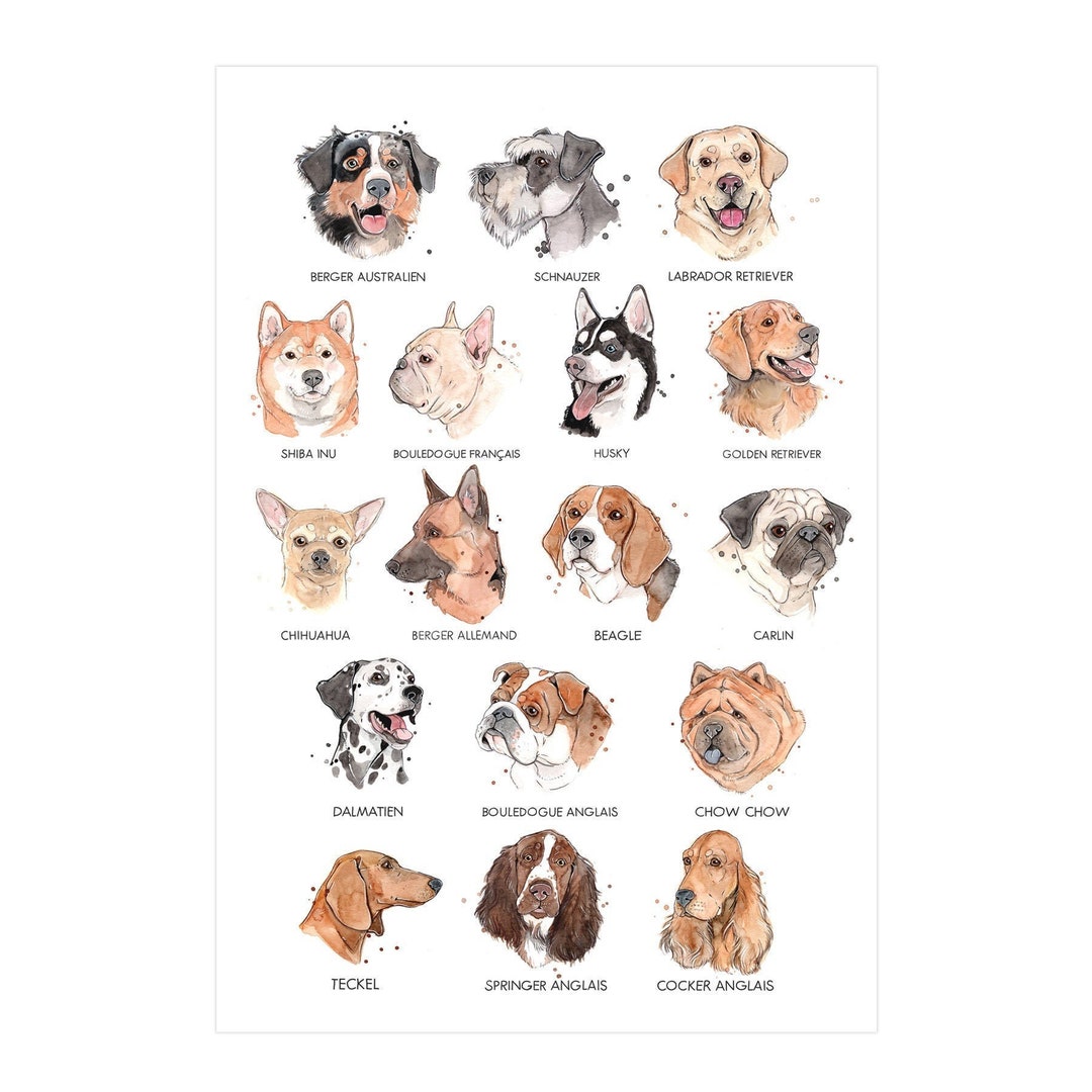 Poster of Dog Breeds | Animal Illustration | Pug Bulldog Shiba Inu ...