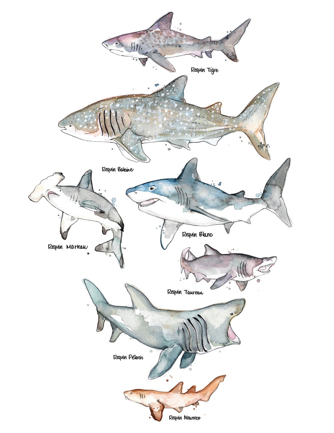 Poster ' Sharks Species ' Watercolor Illustration of | Etsy