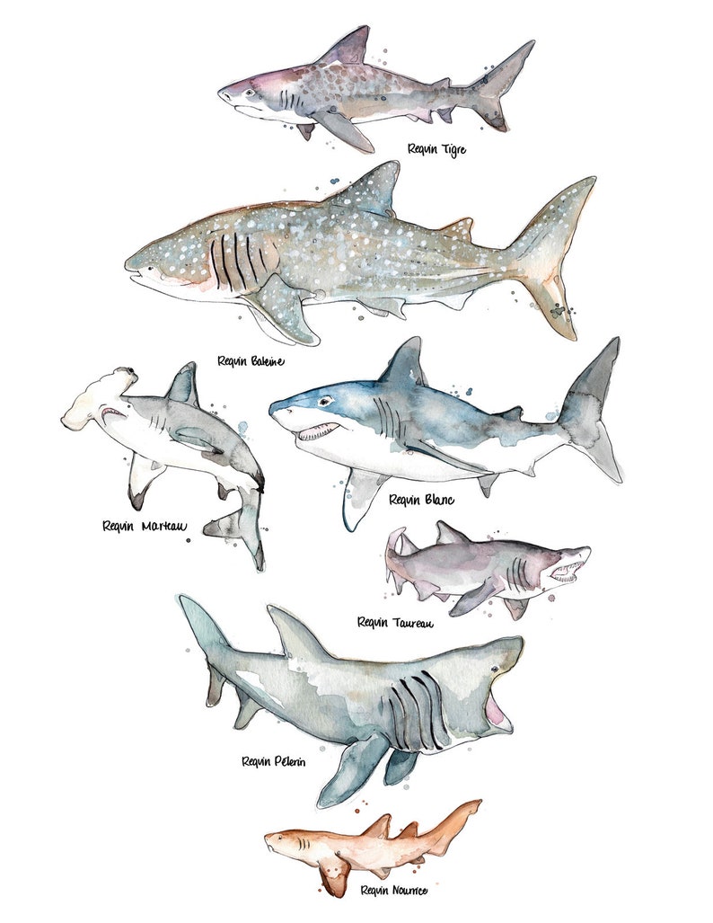 Poster ' Sharks Species ' Watercolor Illustration of - Etsy