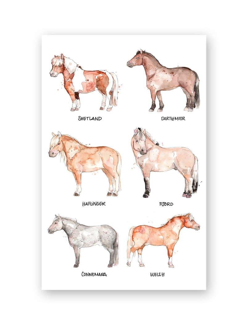 Large Print ' Ponies Breeds ' Illustration of Ponies | Etsy