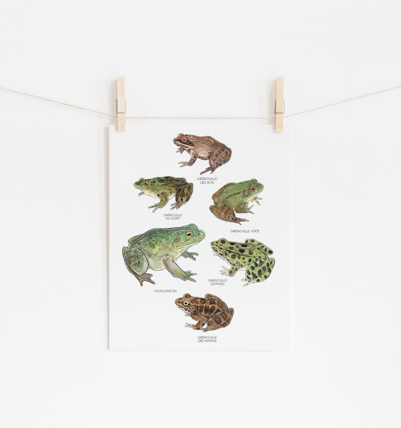 The Frogs of Quebec - Amphibian | Animal Poster | Frog Species ...