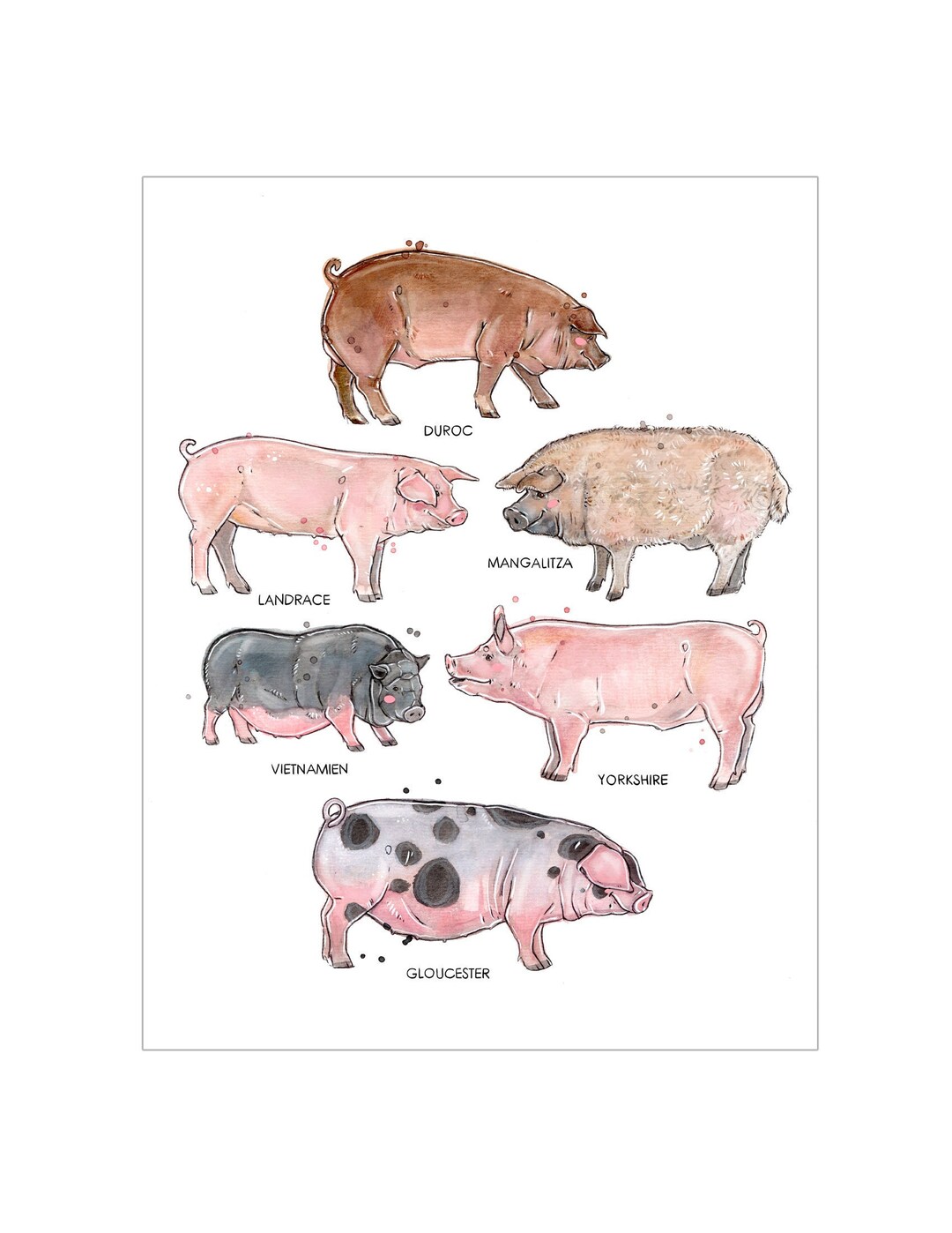 Poster of Pigs Breeds | Illustration of Pig | Farm Animals | Watercolor ...