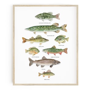 Species of Quebec's Freshwater Fish | Poster | Sport Fishing ...