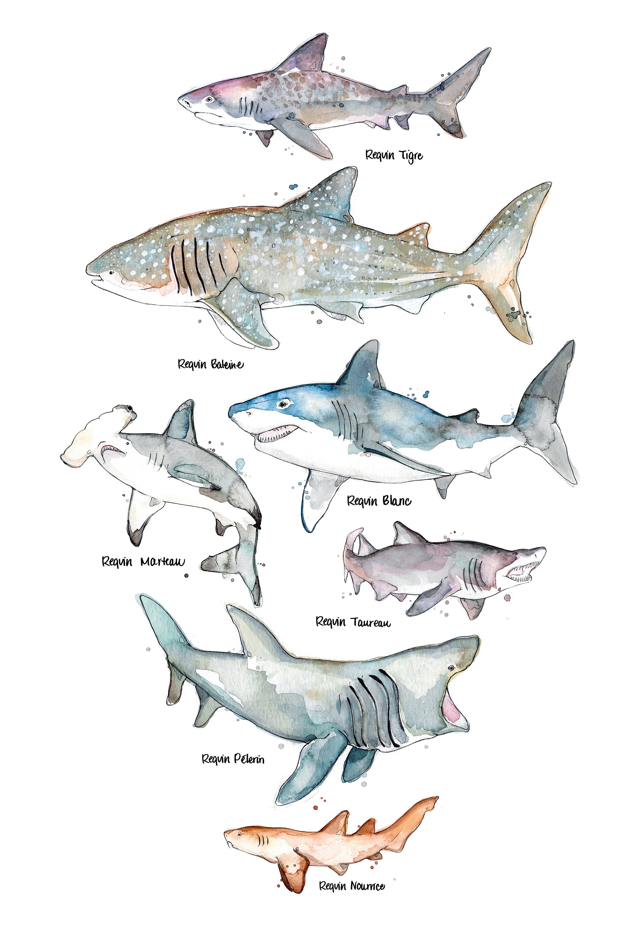 Types Of Sharks Poster at Jesse Mcsharry blog