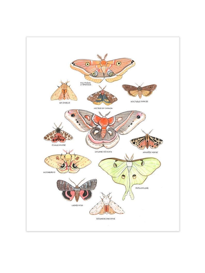 Les Papillons De Nuit - Moth - From Quebec | Insects Poster ...