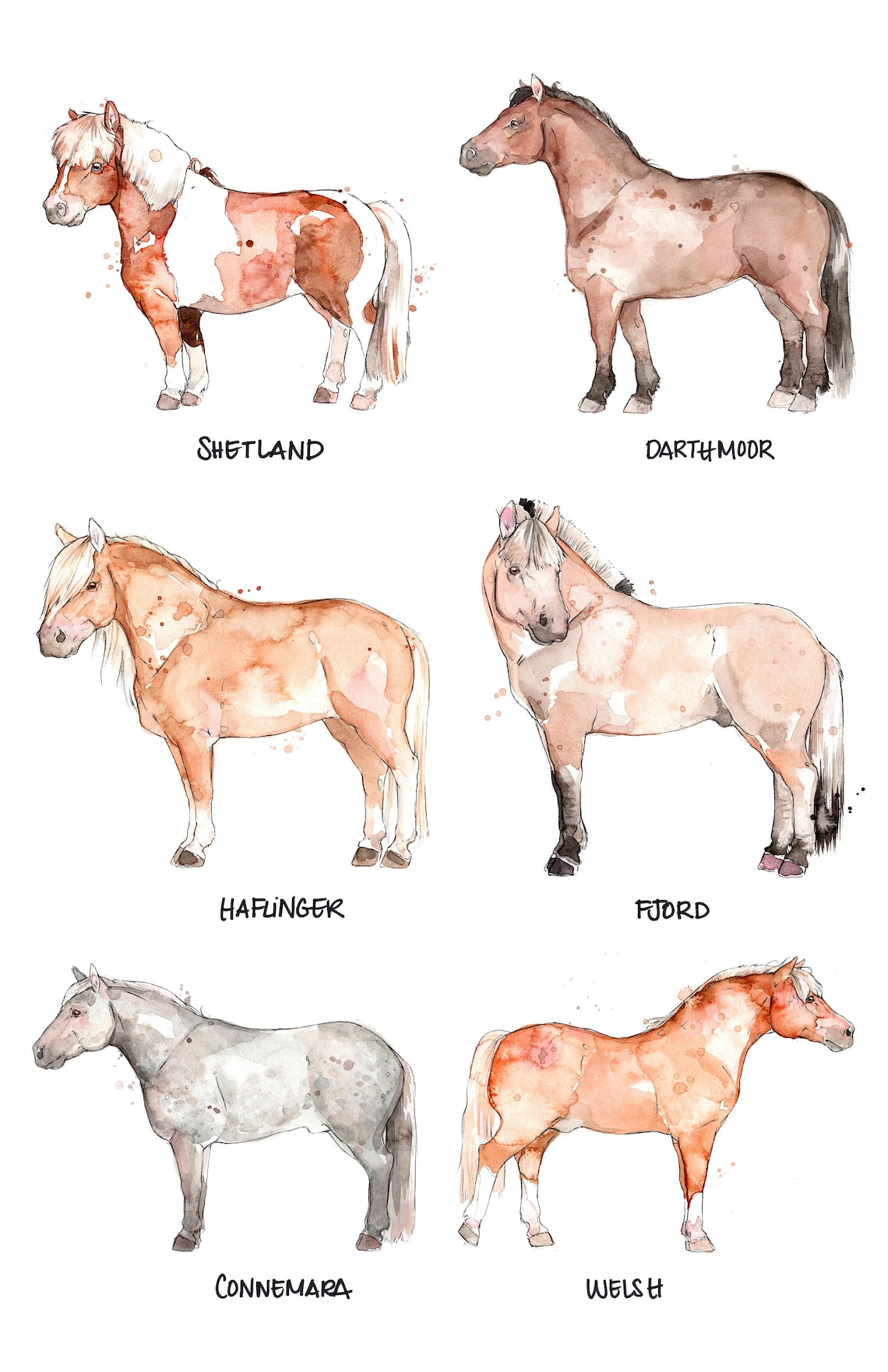 Large Print ' Ponies Breeds ' Illustration of Ponies - Etsy