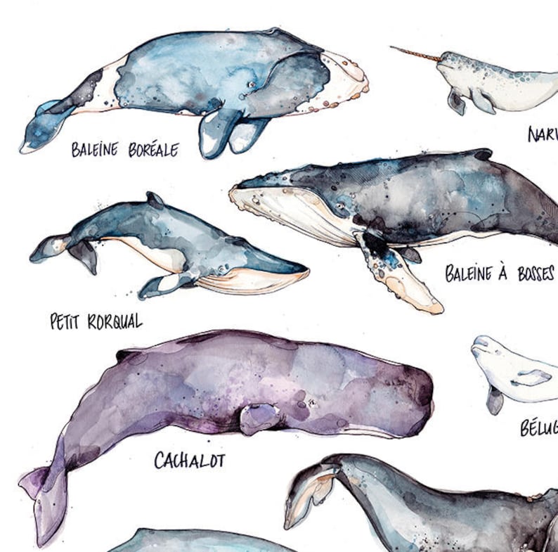 Whales Large Print Whales Species Art Watercolor - Etsy Canada