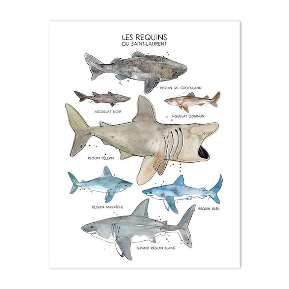 Marine Biology Sharks