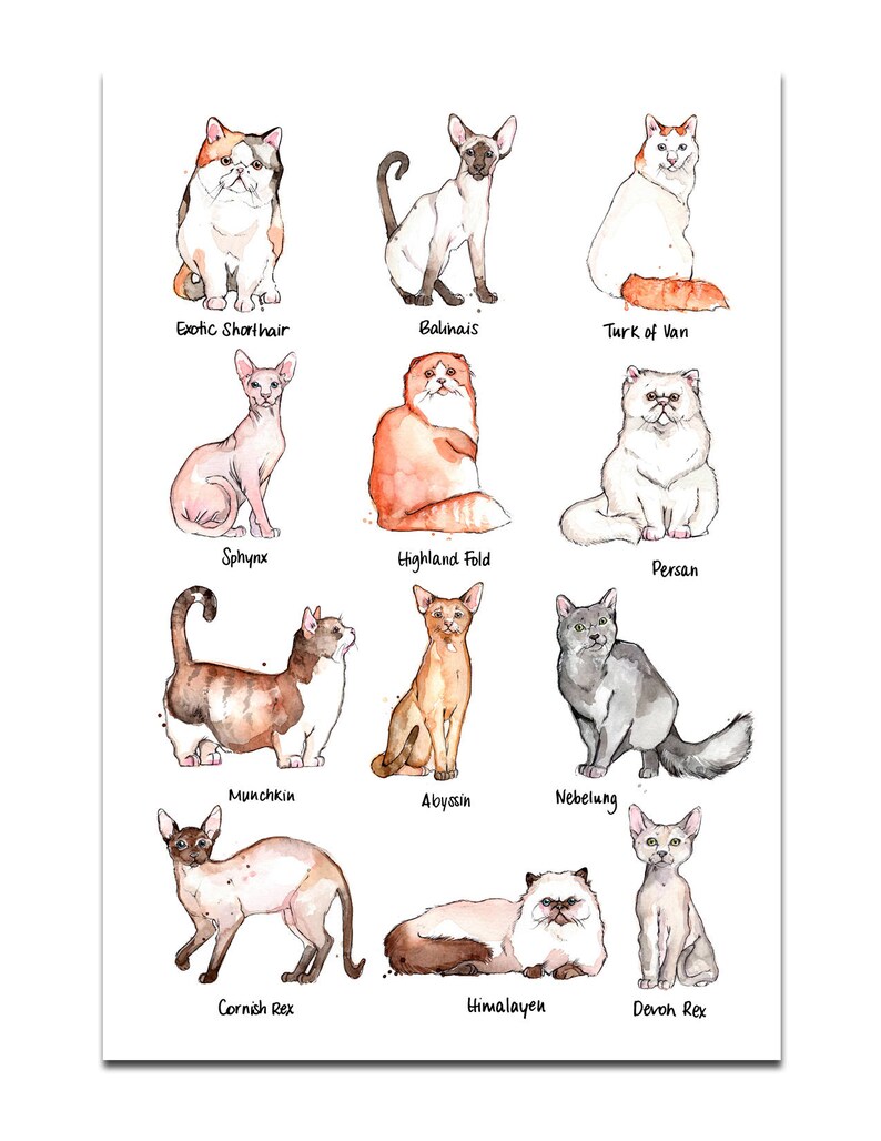 Large Print ' Cats Breeds ' | Illustration of Cats | Animal Watercolor ...