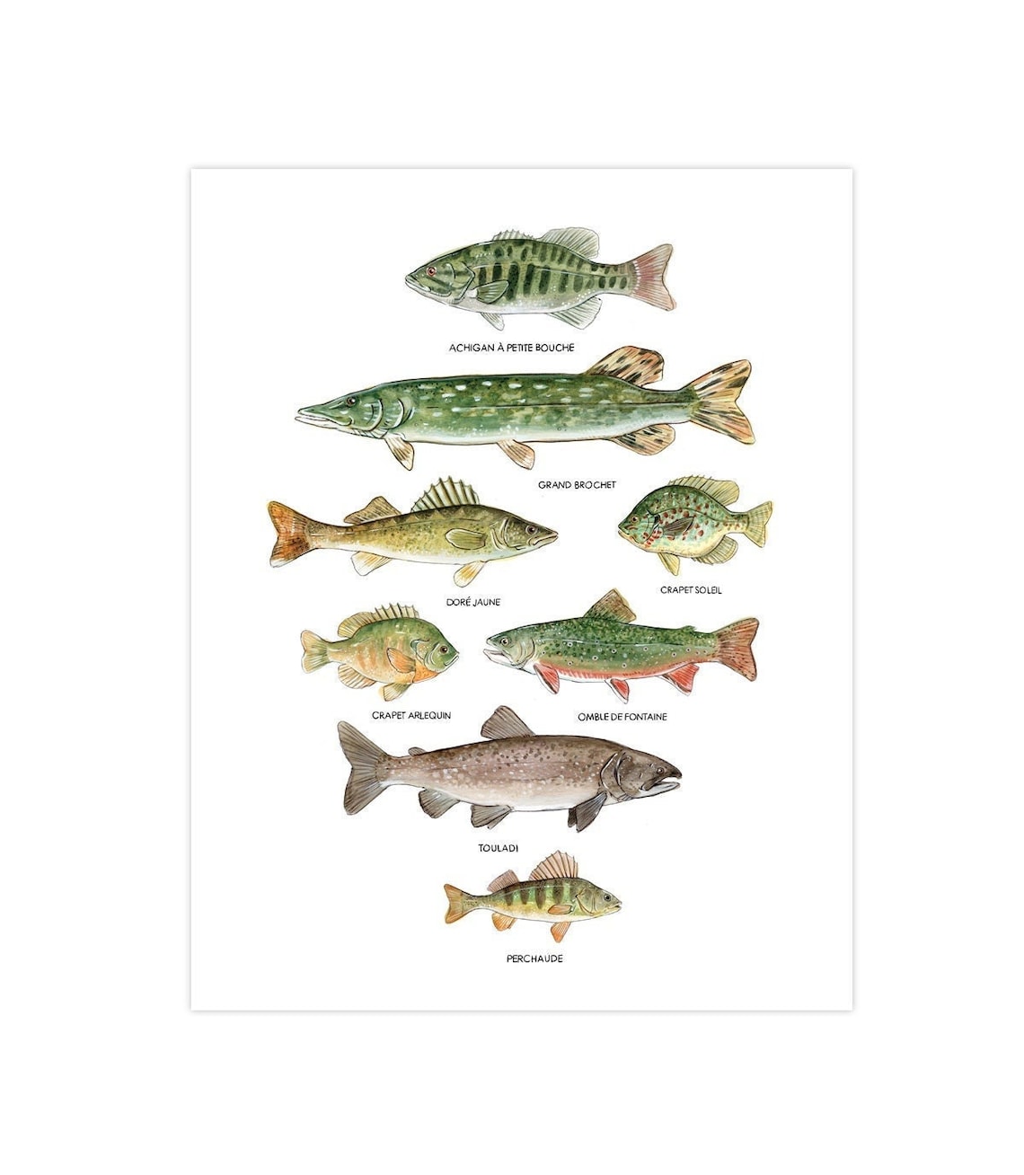 Species of Quebec's Freshwater Fish | Poster | Sport Fishing ...