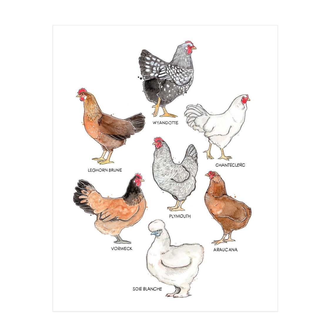 Poster of Hens Illustration of Hen Chicken Farm Animals | Etsy