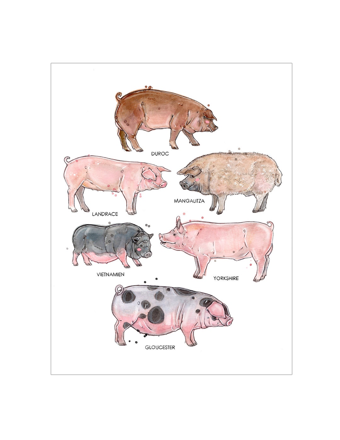 Large Poster the Pigs | Illustration Pigs | Farm Animals | Pig Breeds ...