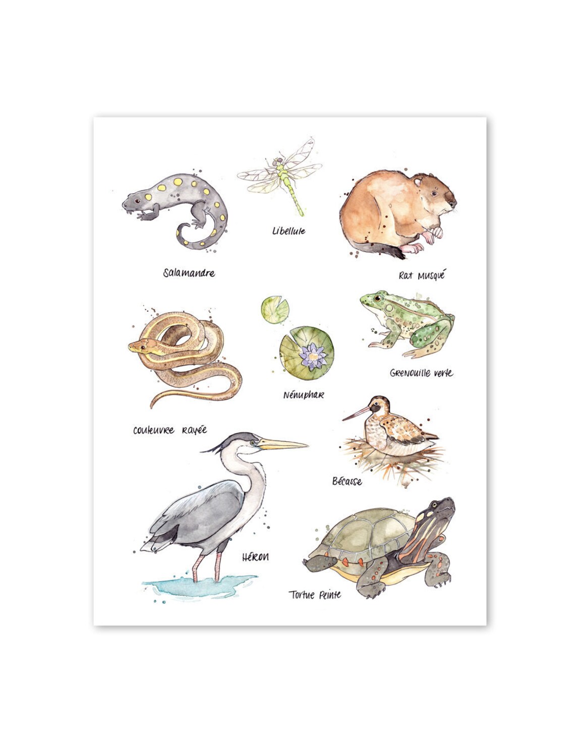 Marsh Animals Poster | Watercolor Illustration | Educational Art Poster ...