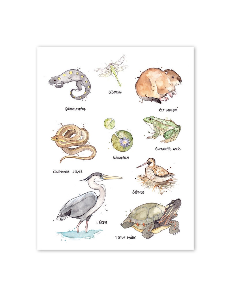 Marsh Animals Poster | Watercolor Illustration | Educational Art Poster ...