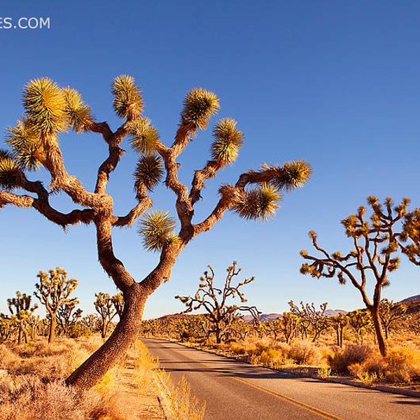 Joshua Tree Metal Wall Art - Etsy