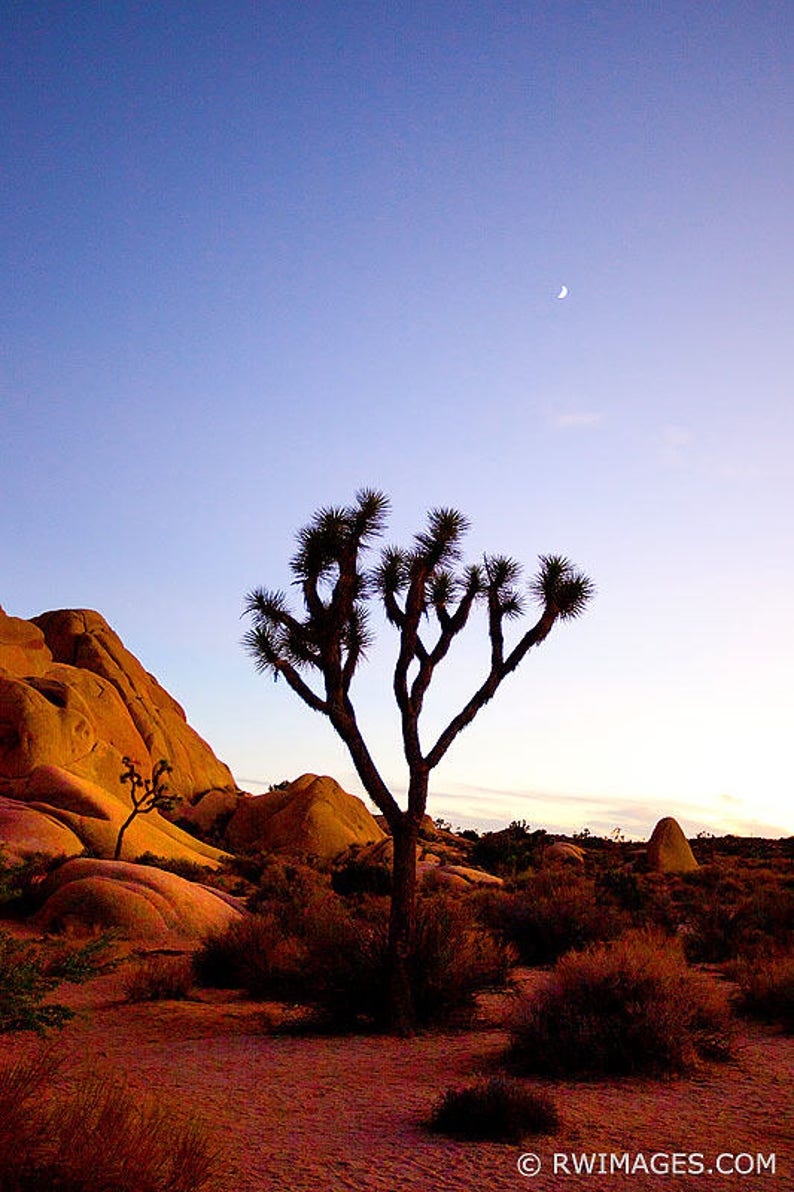 Fine Art Photography Print - Joshua Tree Desert Southwest California ...