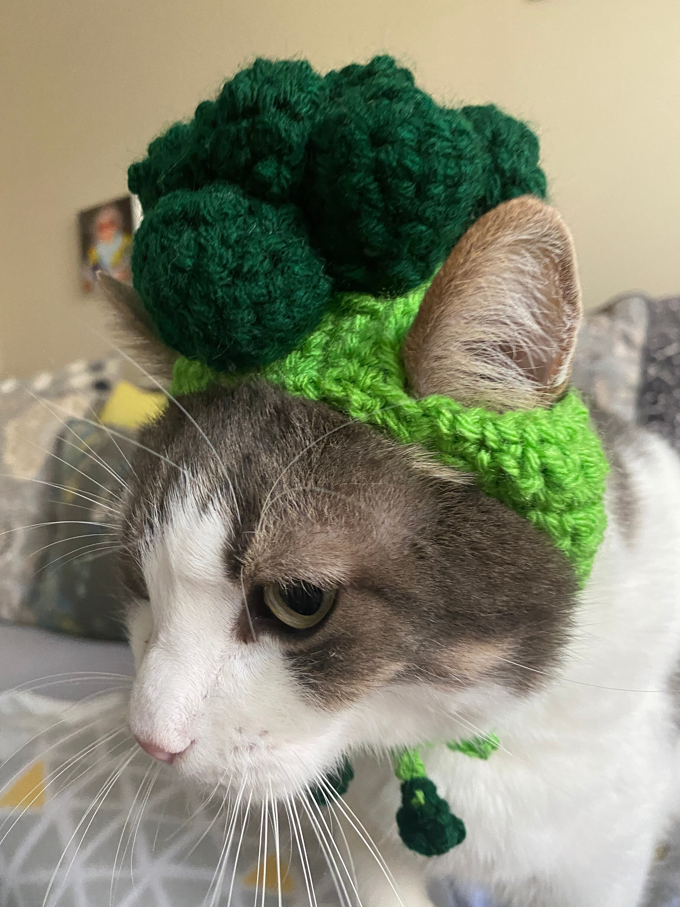 Broccoli Cat