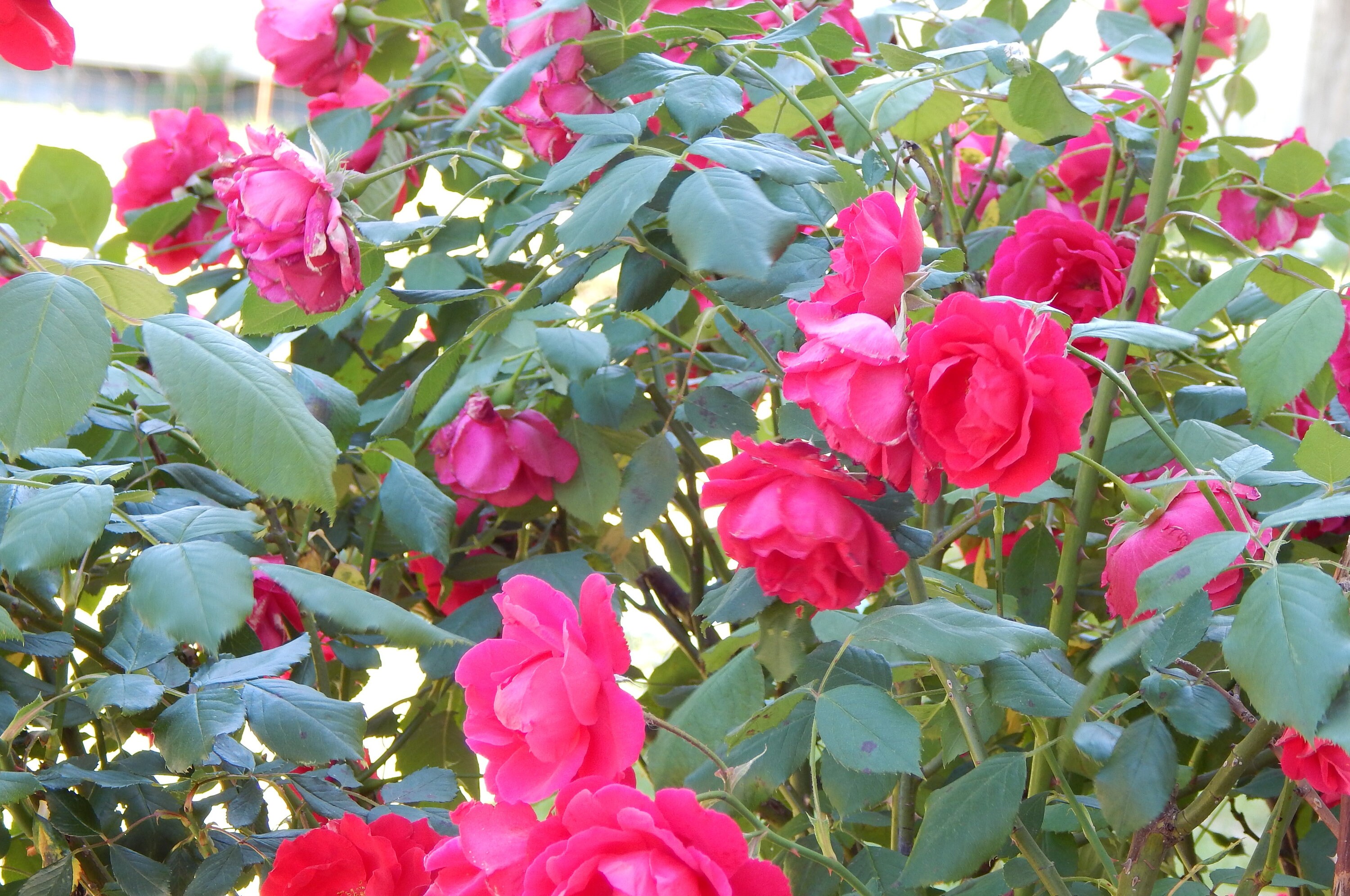 Red Roses - Etsy Canada