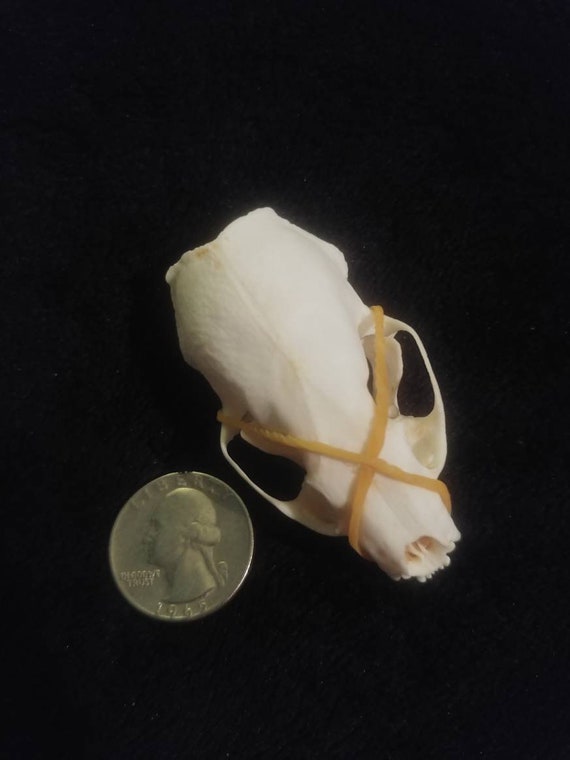 Mink Skull Head Animal Bones Skeleton Taxidermy Collectible | Etsy