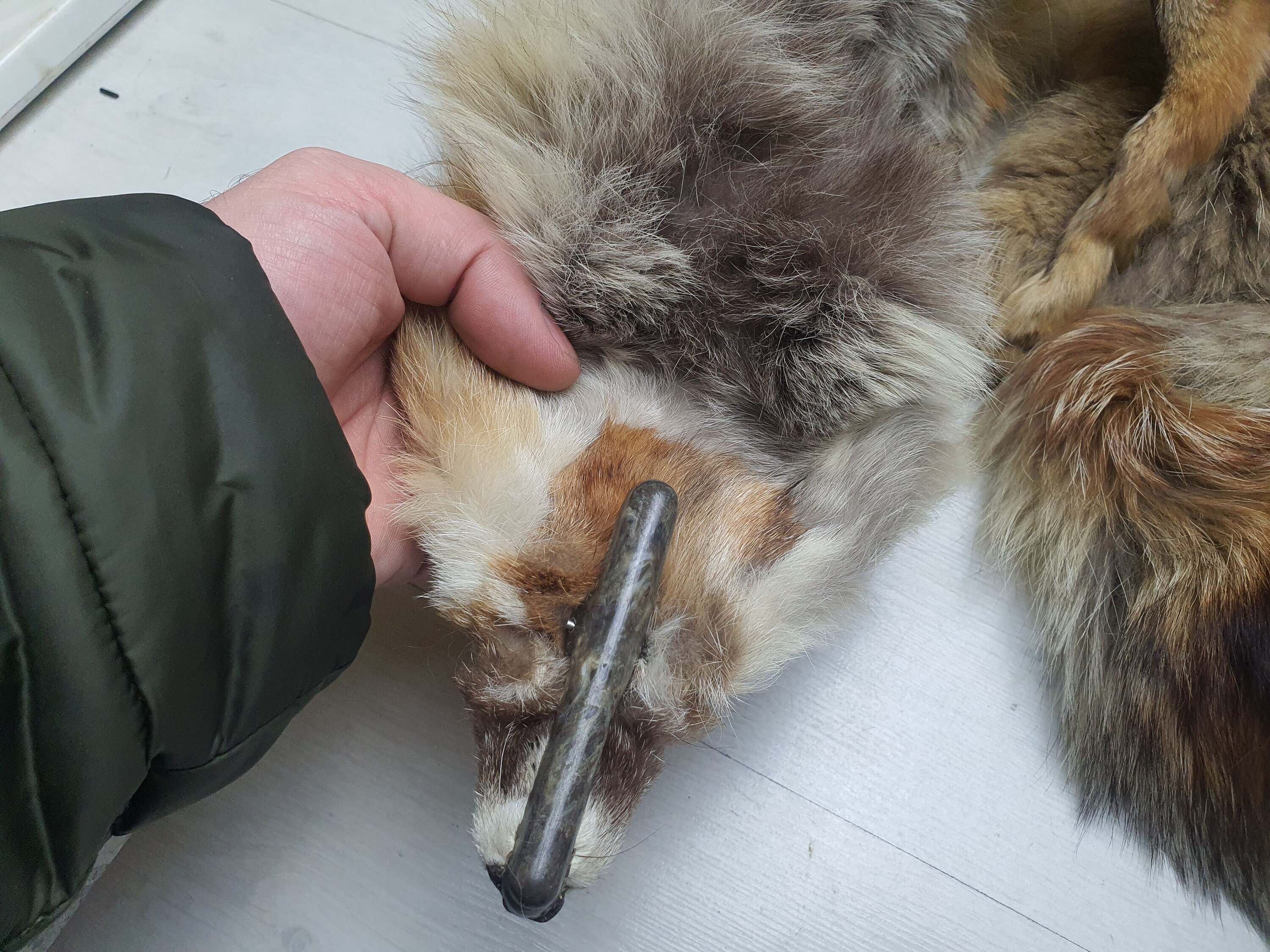 Vintage Collectible Full Size Red Fox Fur Scarf Head Tail Real Original ...