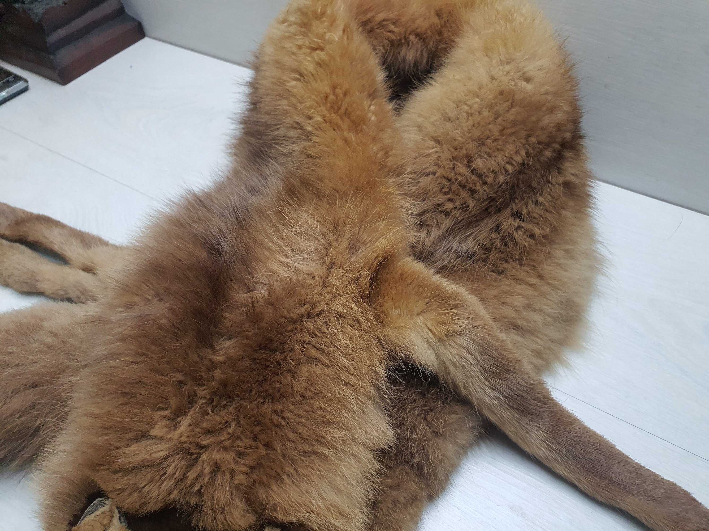 Vintage Collectible Full Size Red Fox Fur Scarf Head Tail Real Original ...