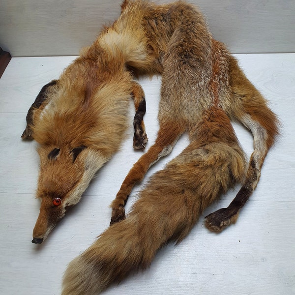 Fox Stole With Head - Etsy Canada