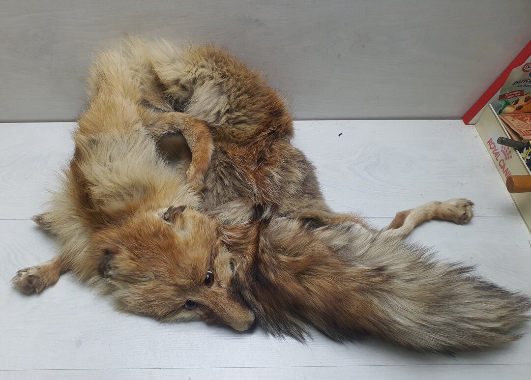 Vintage Collectible Full Size Red Fox Fur Scarf Head Tail Real Original ...