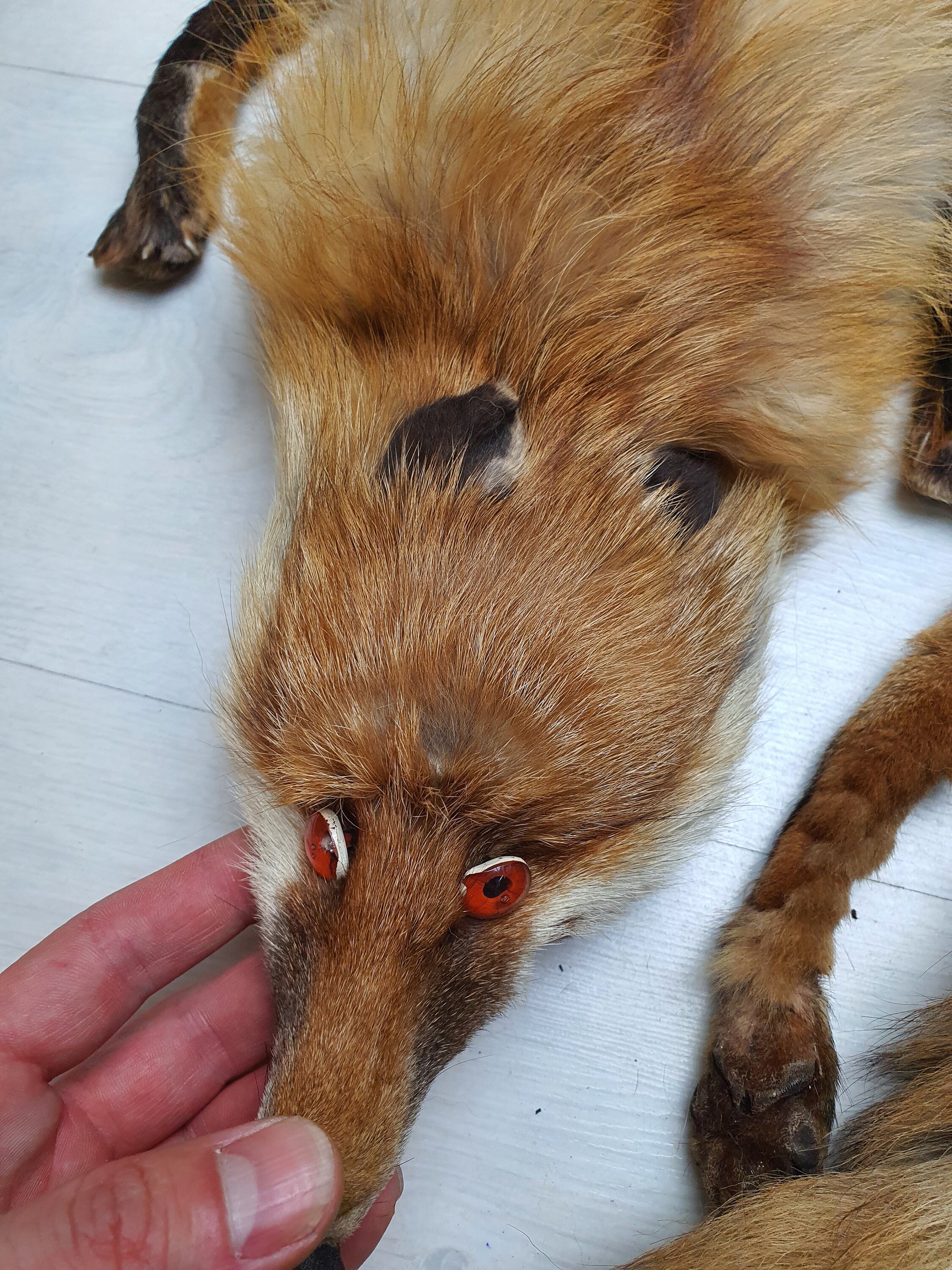 Vintage Collectible Full Size Red Fox Fur Scarf Head Tail Real Original ...