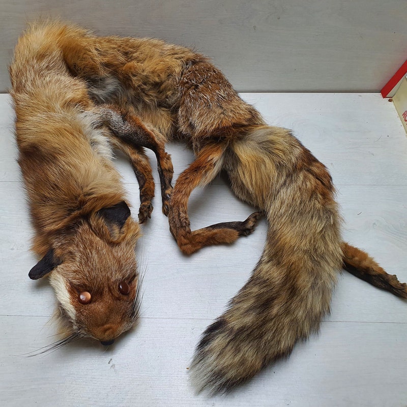 Fake Animal Head - Etsy