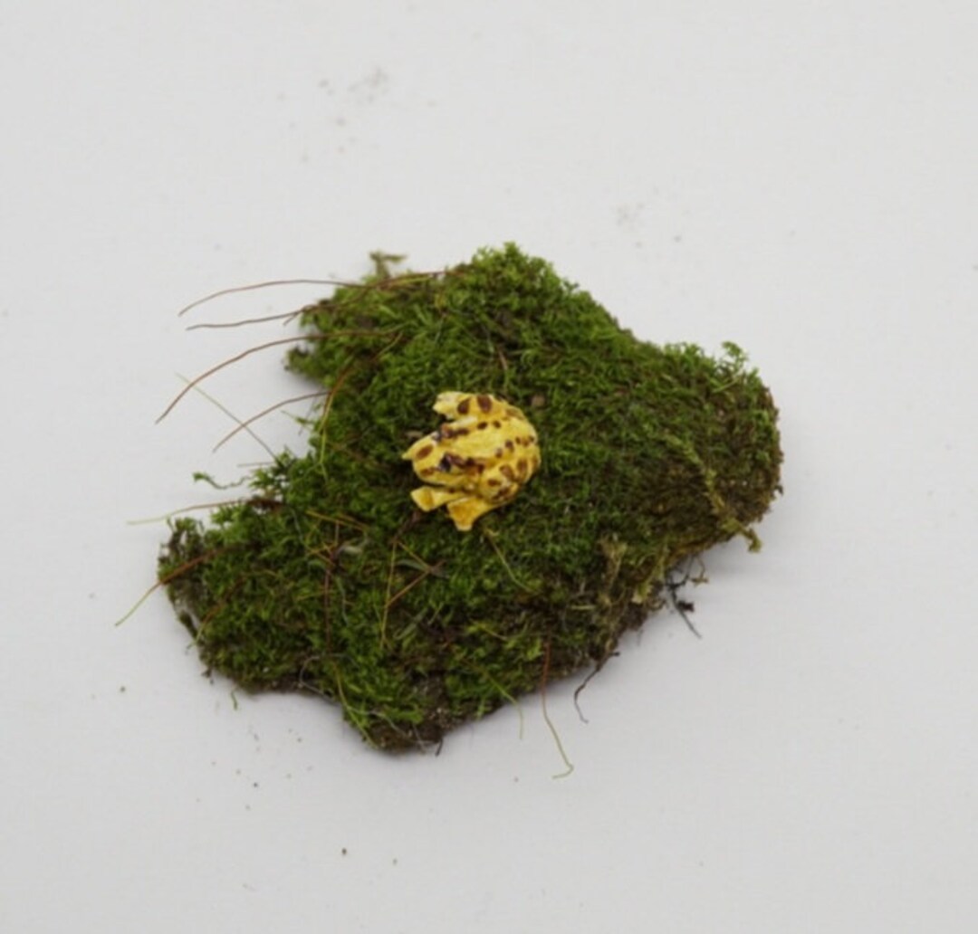 Tiniest Frog, Miniature Frog, Tiny Frog, Cute Frog, Handmade Frog, Clay ...