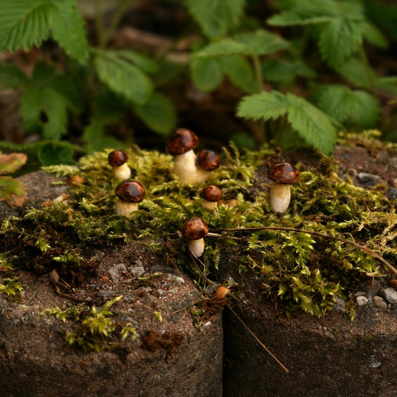 Miniature Mushroom - Etsy
