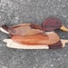 DUCK INTARSIA Woodworking, Home Decor, Wall Decor, Animal, Birds ...