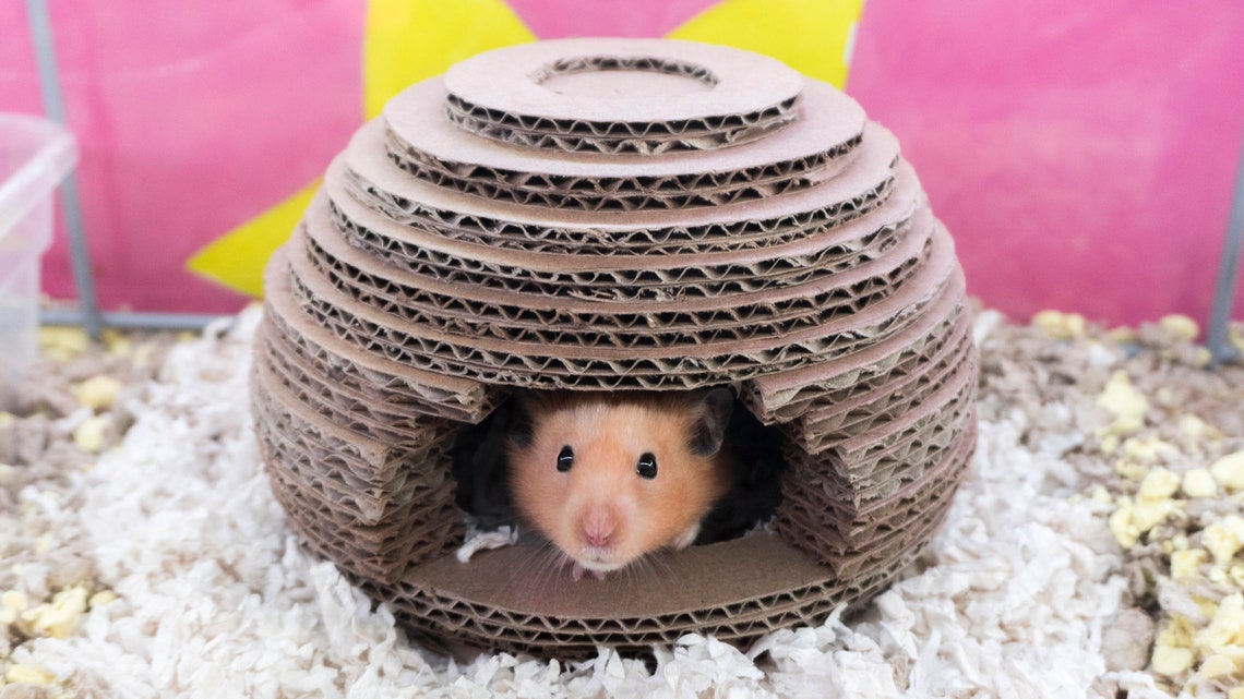 DIY Cardboard Beehive Hamster House - Etsy