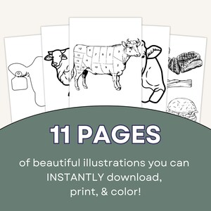Beef Cattle Coloring Pages: Ranch Life Farm Animals (PDF) - Etsy