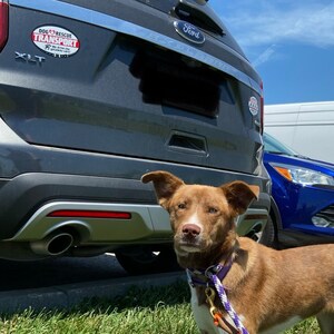 MAGNET - Dog Rescue Transport - Euro Pet 4x6 Oval Car Magnet ...