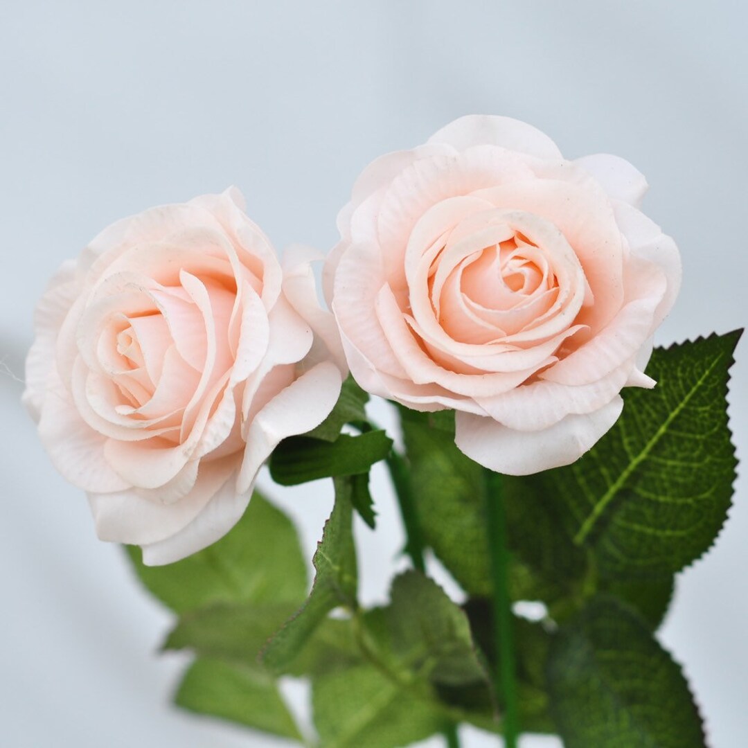 1 Stems Real Touch Rose Light Champagne Pink Pale Blush Rose - Etsy