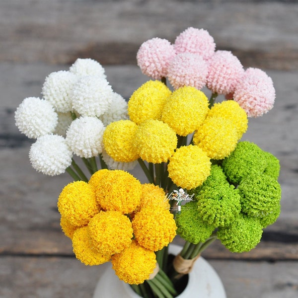 Craspedia Billy Ball - Etsy