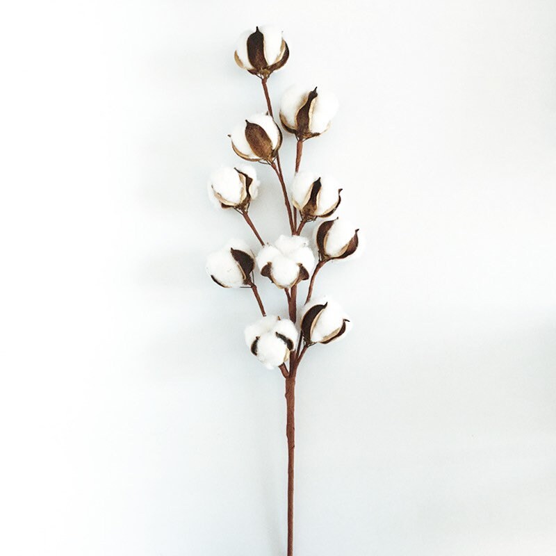 Dried Short Cotton Branch 18 Long 10cotton Balls - Etsy