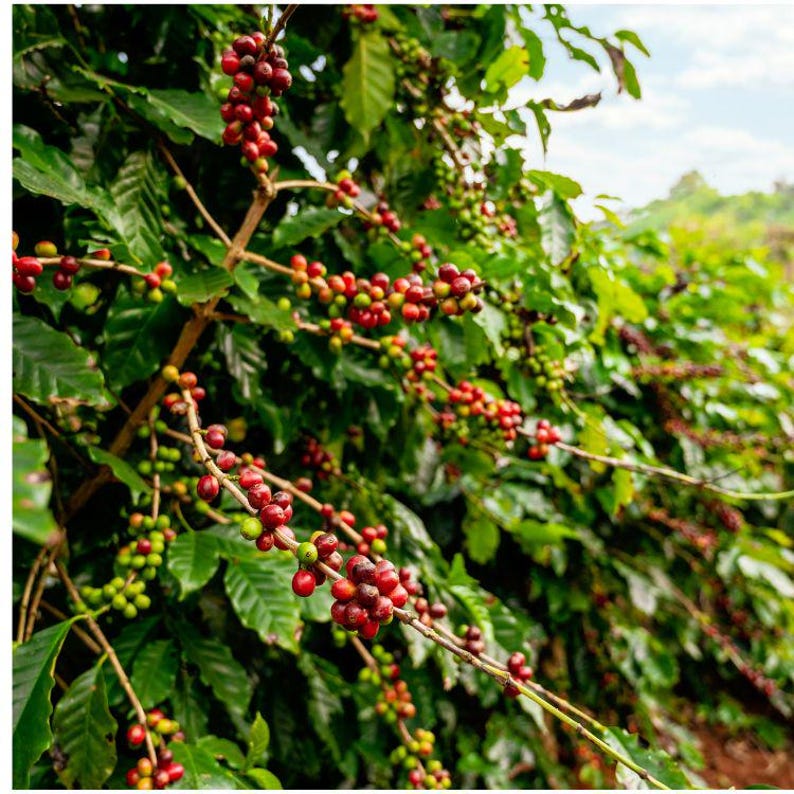 Kenyan Coffee Beans – Muir Estate Single Origin, Fresh Roasted Kenya ...