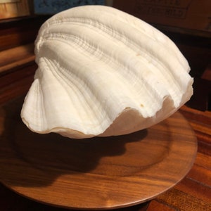 Rare Real Giant Clam Matching Pair/real Giant Clam Shell/free Shipping ...