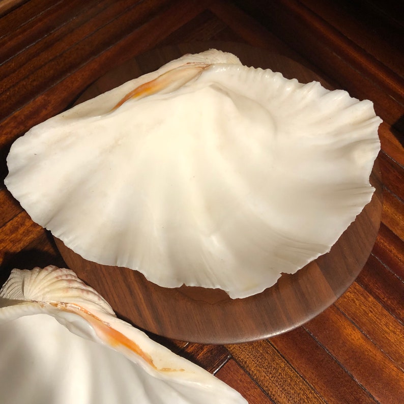 Rare Real Giant Clam Matching Pair/real Giant Clam Shell/free Shipping ...