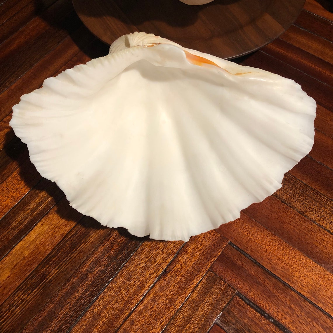 Rare Real Giant Clam Matching Pair/real Giant Clam Shell/free Shipping ...