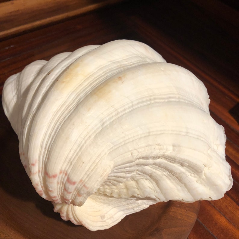 Rare Real Giant Clam Matching Pair/real Giant Clam Shell/free Shipping ...