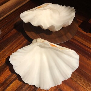 Rare Real Giant Clam Matching Pair/real Giant Clam Shell/free Shipping ...