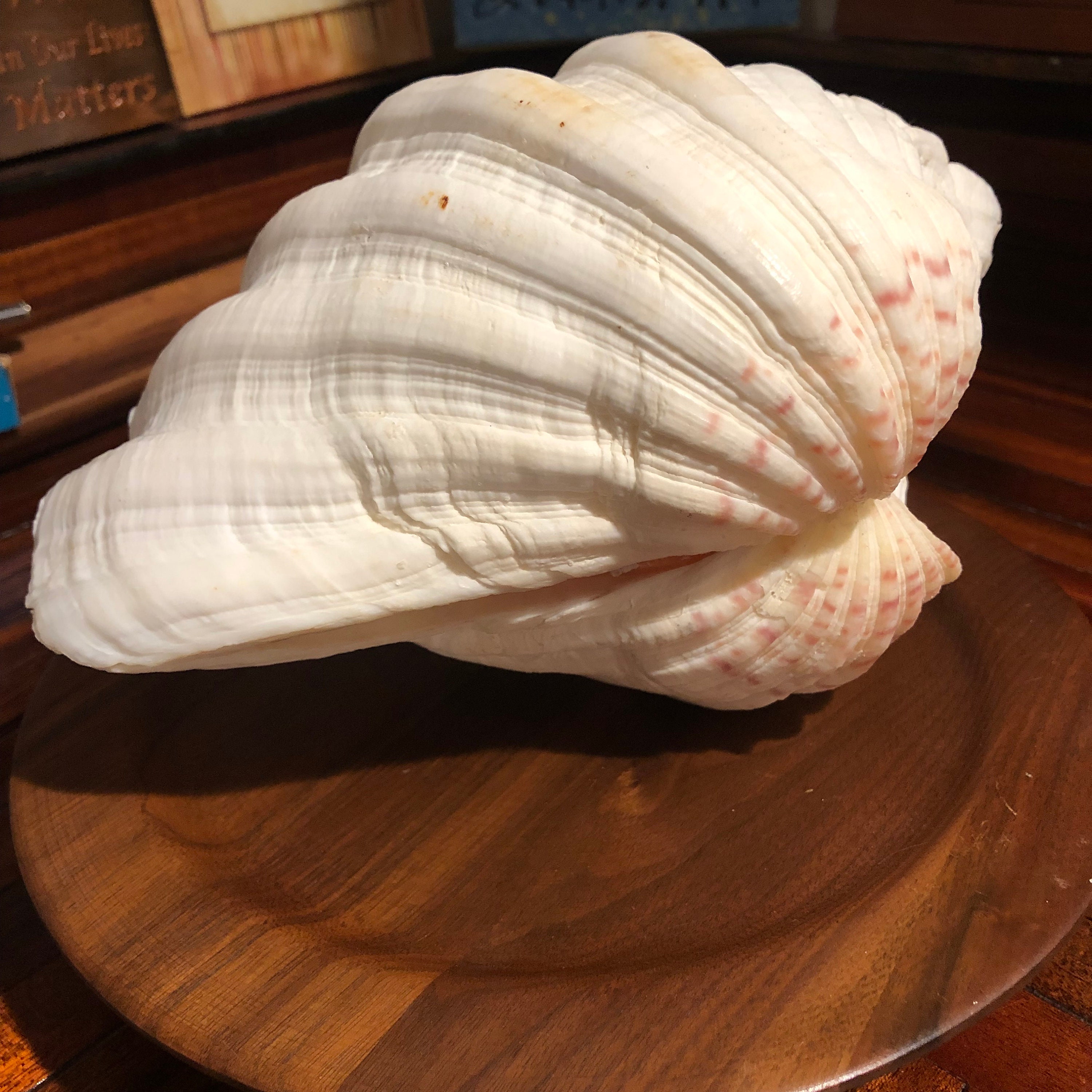 Rare Real Giant Clam Matching Pair/real Giant Clam Shell/free Shipping ...