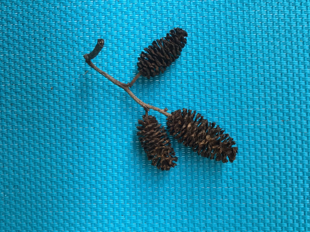 Alder Pine Cones, West Coast, Small Mini Pinecone, Potpourri, Natural ...