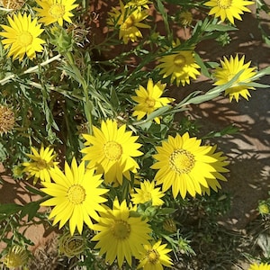 Sleepy Daisy Wildflower Seeds, Star of Texas, Texas Sleepy Daisy ...