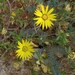 Sleepy Daisy Wildflower Seeds, Star of Texas, Texas Sleepy Daisy ...