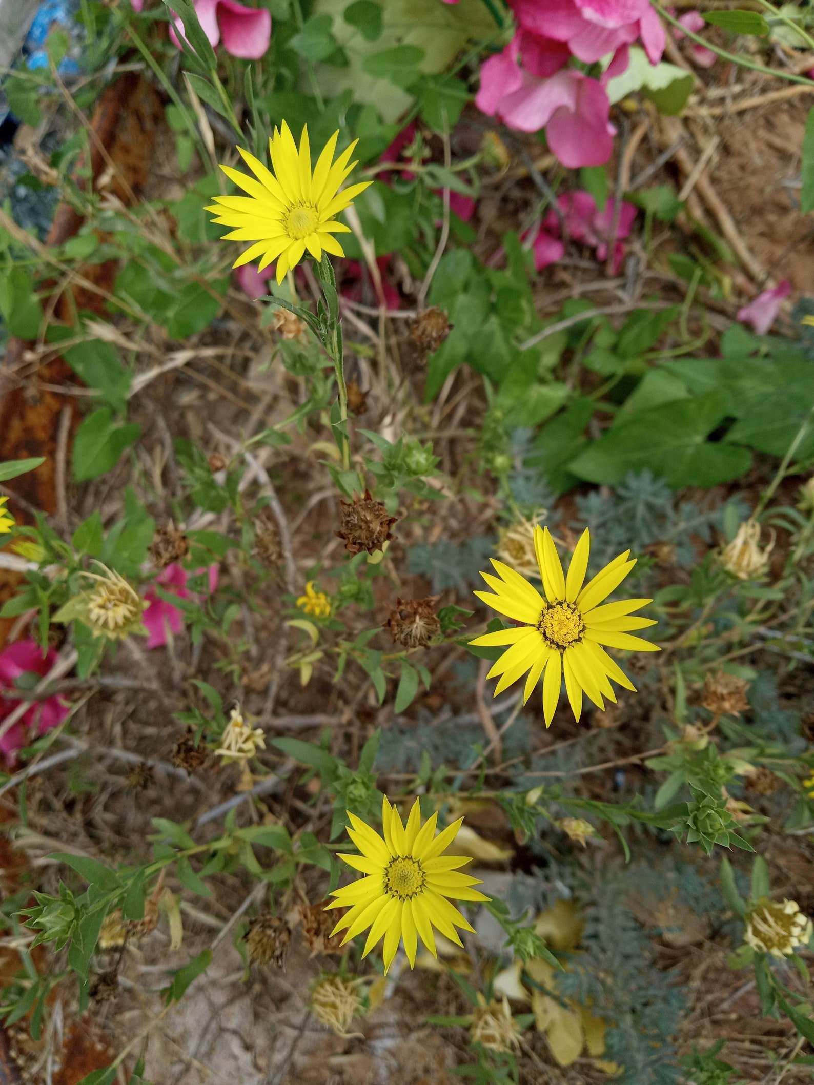 Sleepy Daisy Wildflower Seeds, Star of Texas, Texas Sleepy Daisy ...